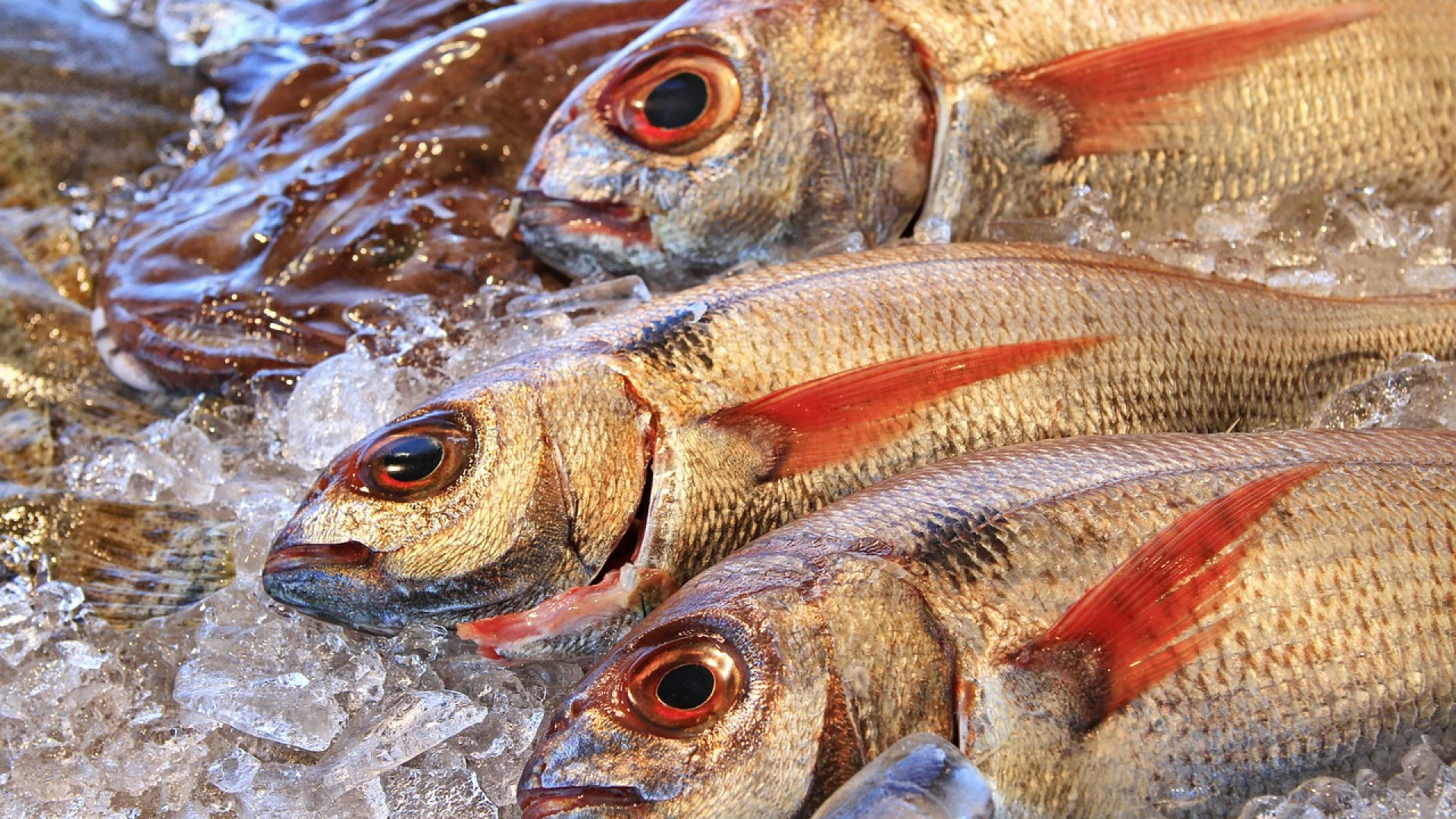 Poissons : guide des magasins de vente en ligne