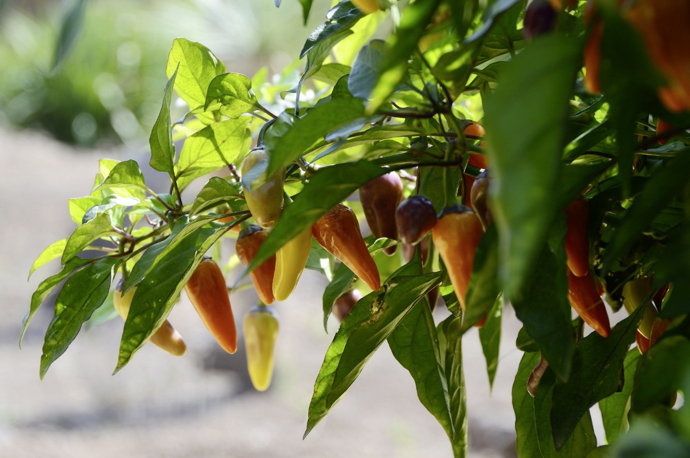 Le piment Jalapeño